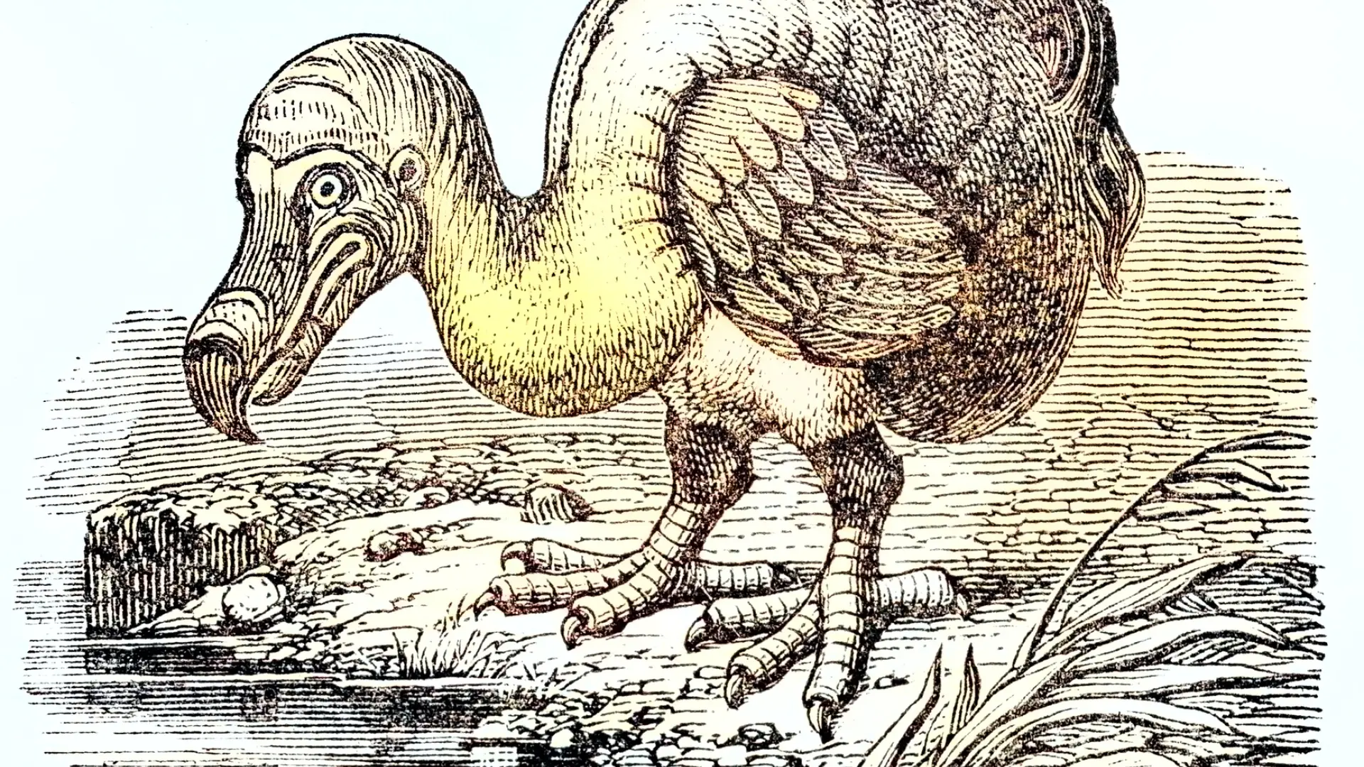 Una startup planea resucitar al dodo y promete revivir al mamut lanudo