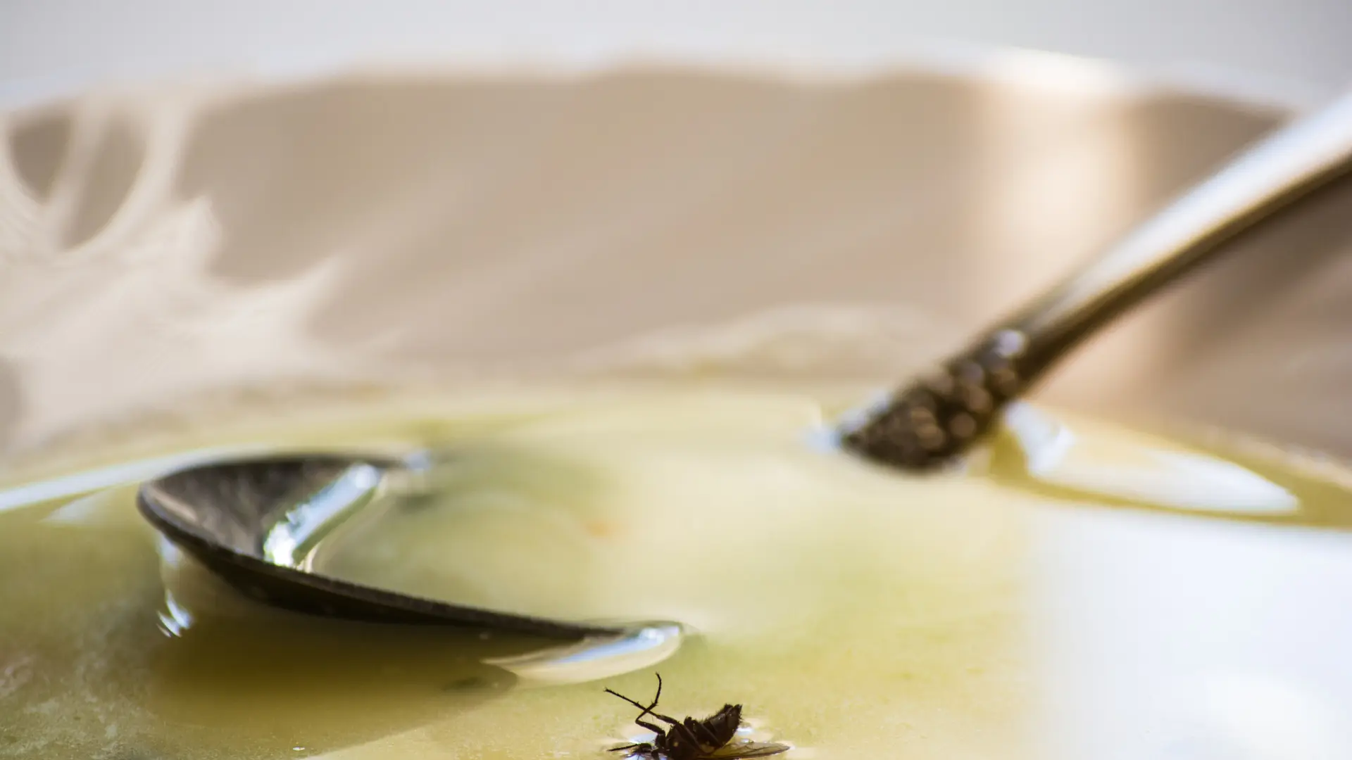 ¿Qué puede pasarte si comes comida en la que se ha posado un insecto?